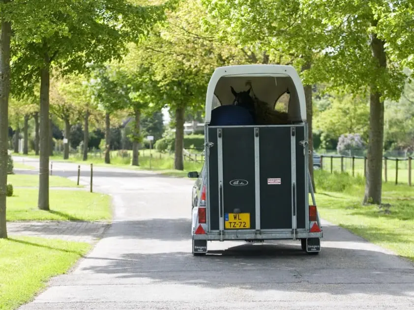 ‘Veel paarden uit Nederland komen België binnen zonder verplicht ...