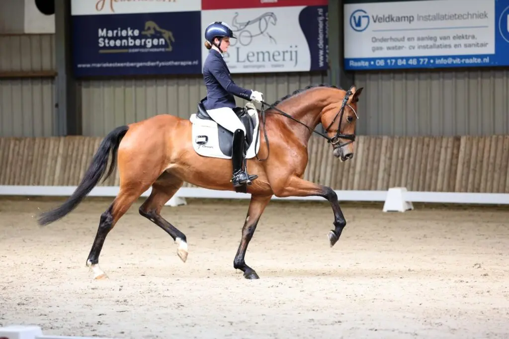 Frankie Lee levert topper bij IBOP Luttenberg: 83 voor Franzi Lee - Horses