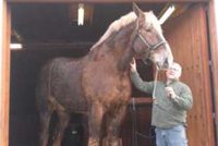 Grootste paard ter wereld overleden - Horses