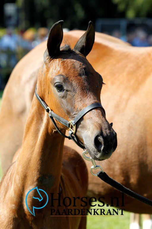 High Five U.S., Hennessy en Hermès overtuigen met veulens - Horses