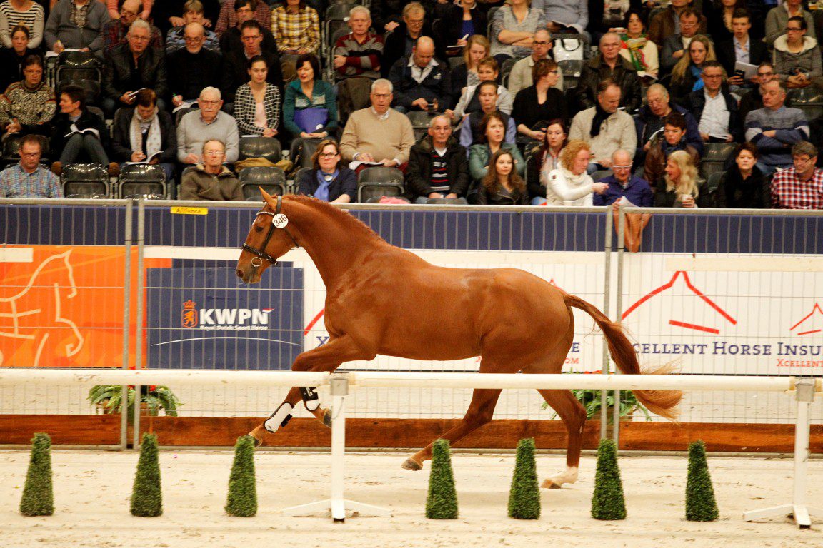 Capri's Jim Bean naar topscore in Zeeuwse Pavo-selectie - Horses
