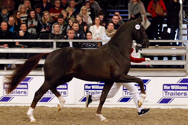 HK Denemarken: Drie premiehengsten voor Blue Hors - Horses