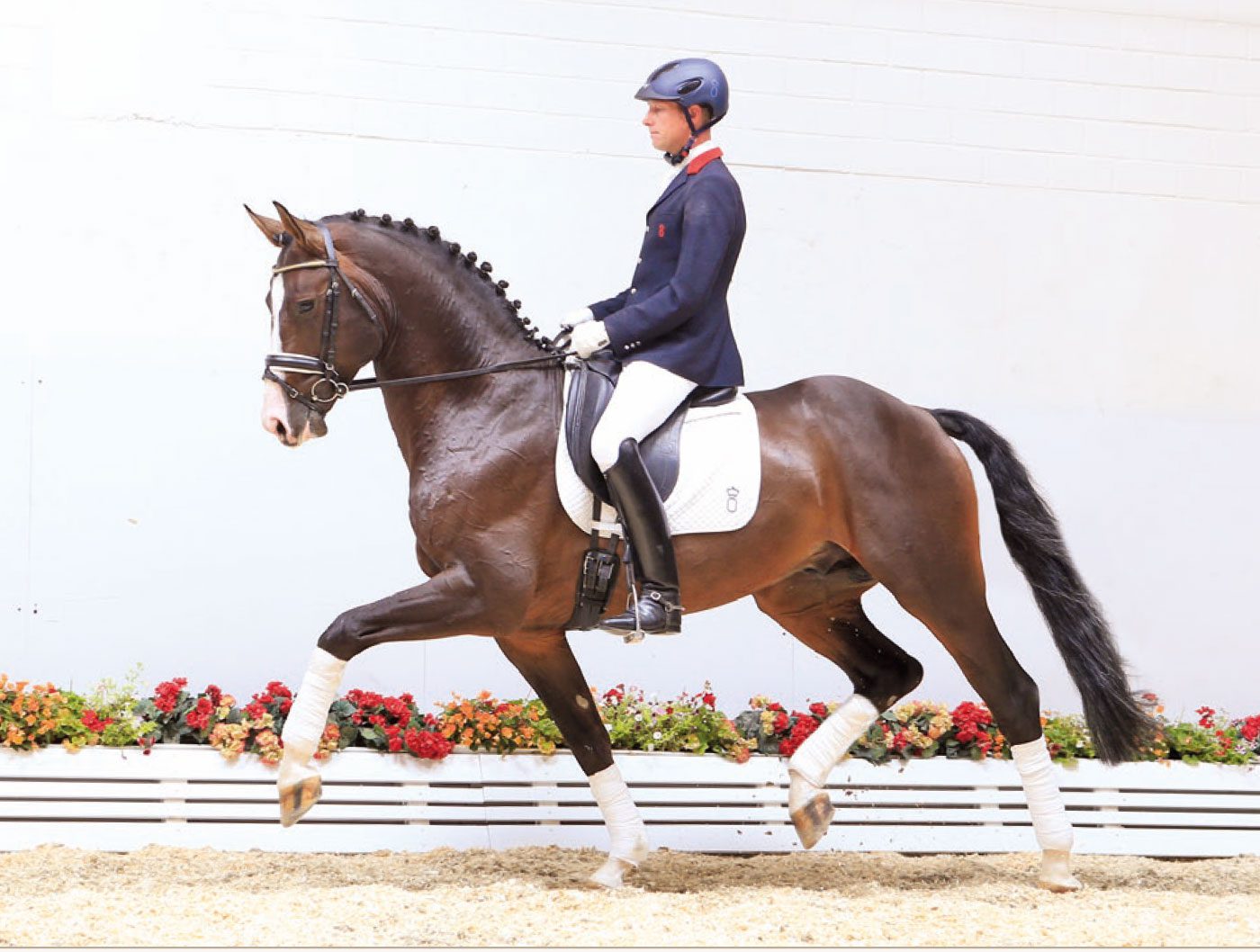 Springgefokt dressuurpaard met 125.000 euro veilingtopper in Vechta ...