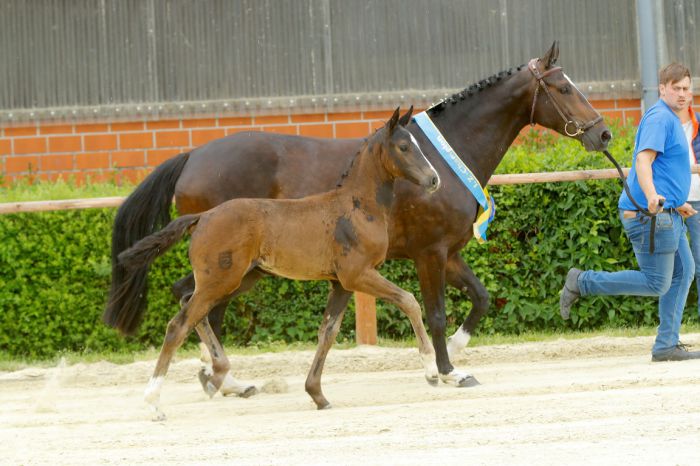 Dominator 2000 Z scoort op Z-Festival Duitsland - Horses