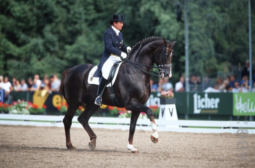 Stijger van de Maand: Donnerhall - Horses