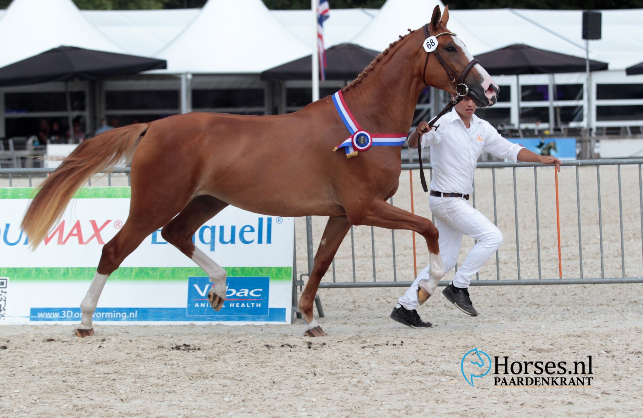 In Beeld: CK Drenthe in De Wolden - Horses