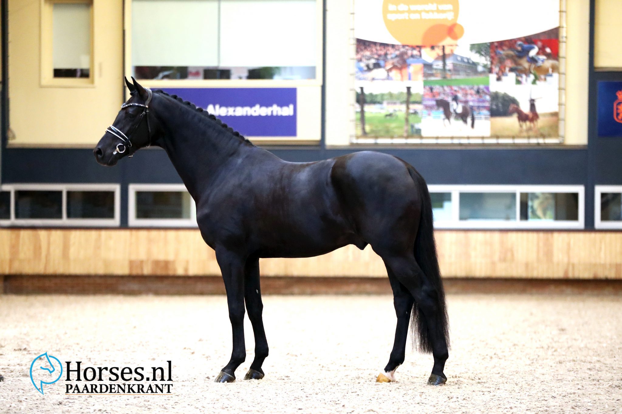 Le Formidable - Horses