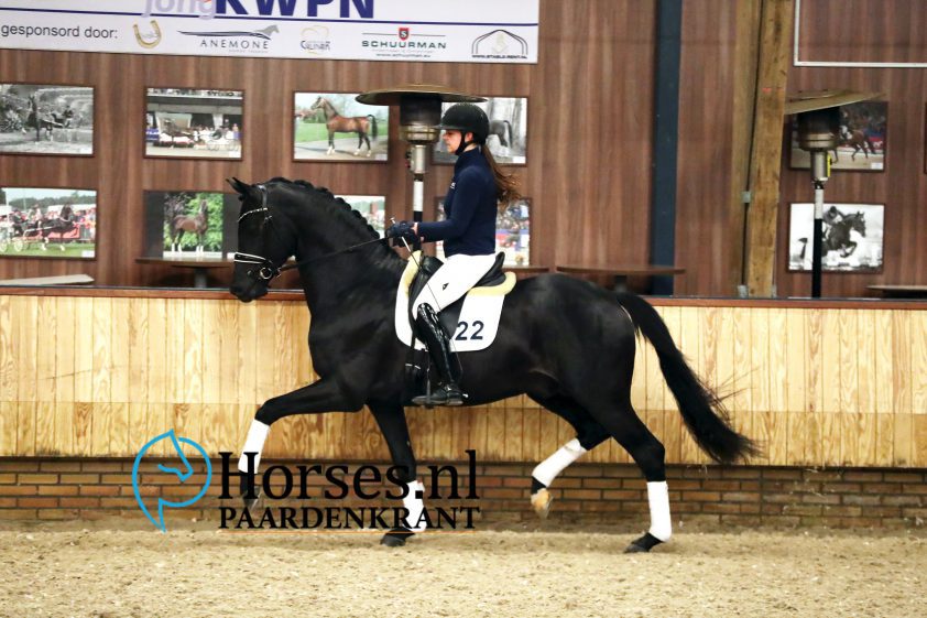 In Beeld: Actiefoto's Verrichtingsonderzoek dressuurhengsten - Horses