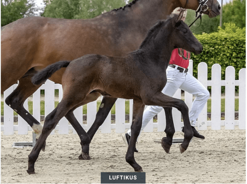 Le Formidable levert drie toppers Westfaalse veiling - Horses