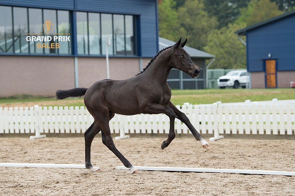 Zoon van Chacco-Blue brengt 28.000 euro op bij Grand Prix Sales - Horses