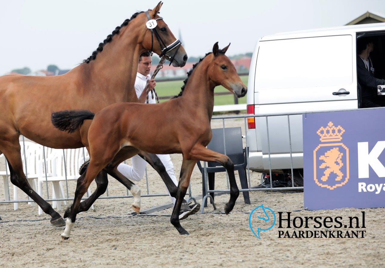 Veulens Middenbeemster: Kampioenen van Le Formidable en El Salvador ...