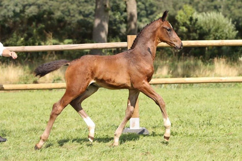 Arjen Vos: “Collectie Drentse Veulenveiling overtreft verwachtingen ...