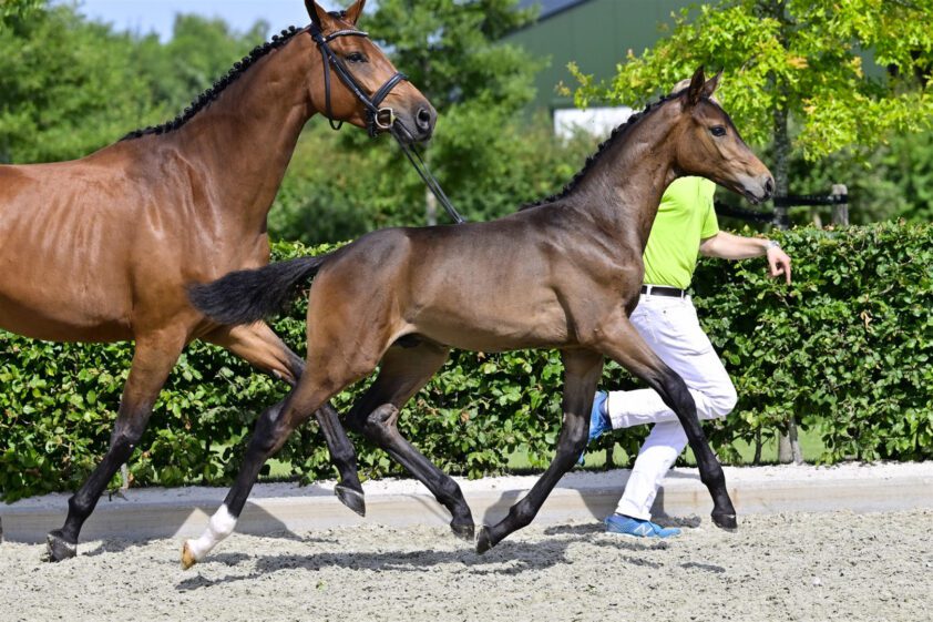 Hengstveulen van Dominator Z met 16.000 euro veilingtopper Dronten - Horses