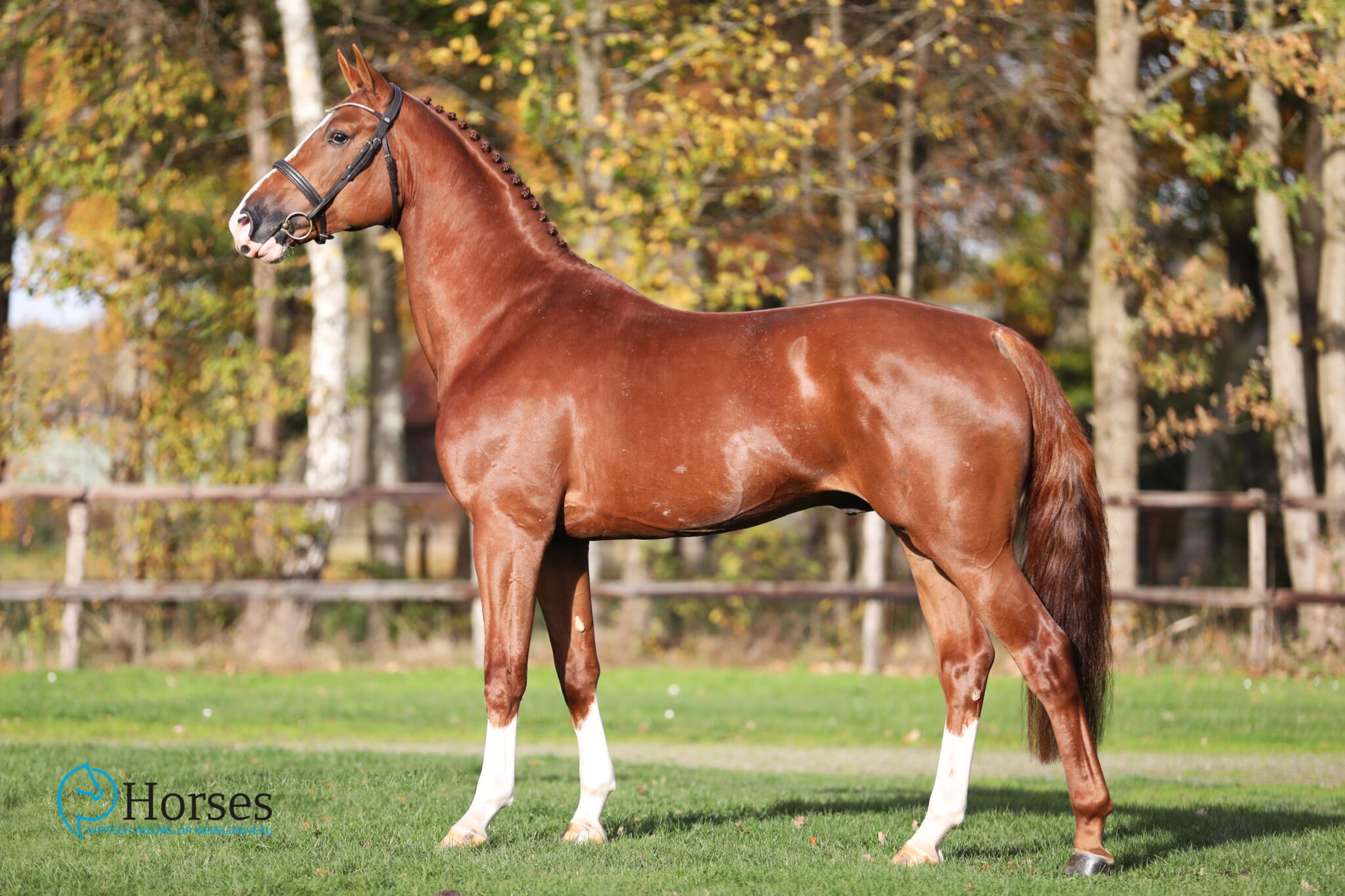 KWPN-hengst Only You verkocht aan Van den Oetelaar en Stal van der ...