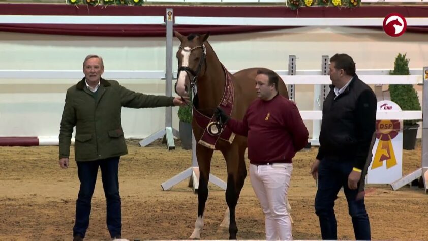 Nederlandse Herakles naar 8,36 in Duitse minitest - Horses