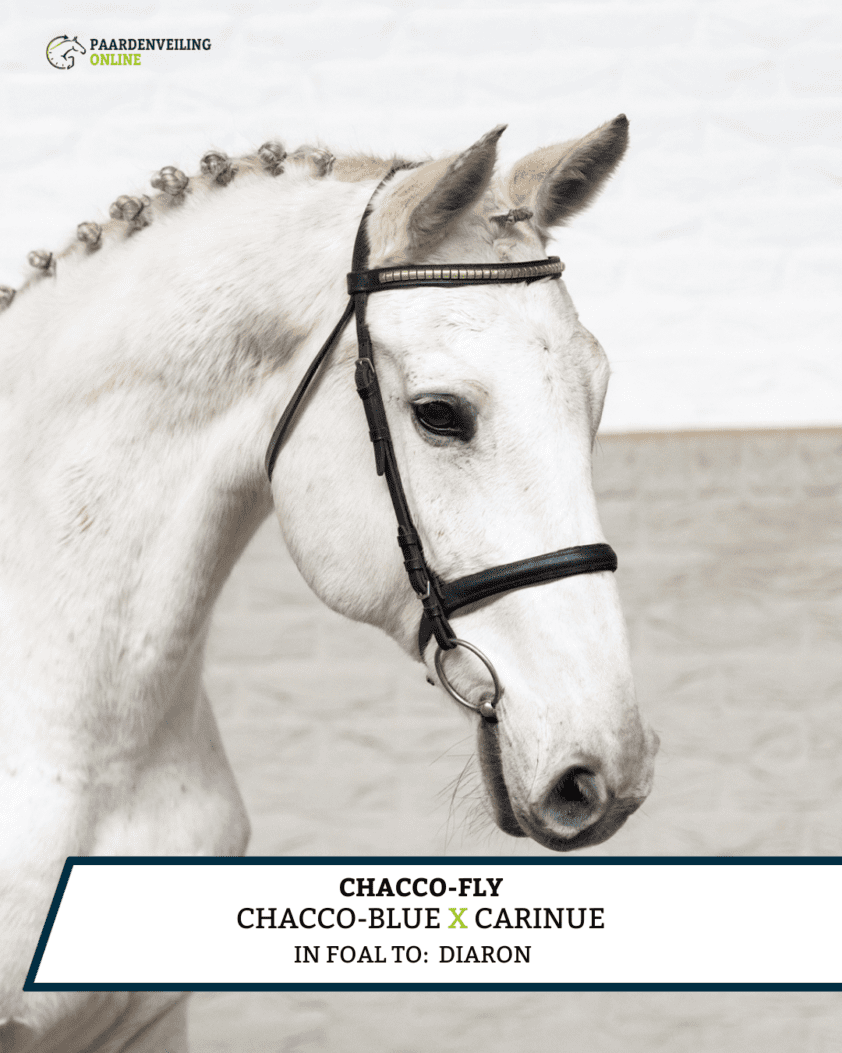 Een fantastische nieuwe collectie met fokmerries & embryo’s van ...