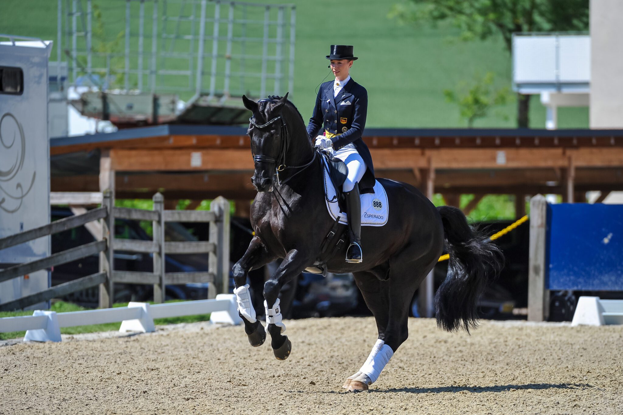 Fabregaz naar Daniel Bachmann Andersen - Horses