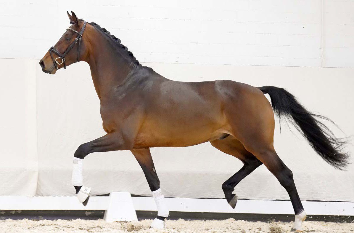 Nederlandse Le Formidable duurste dressuurpaard in Westfalen - Horses