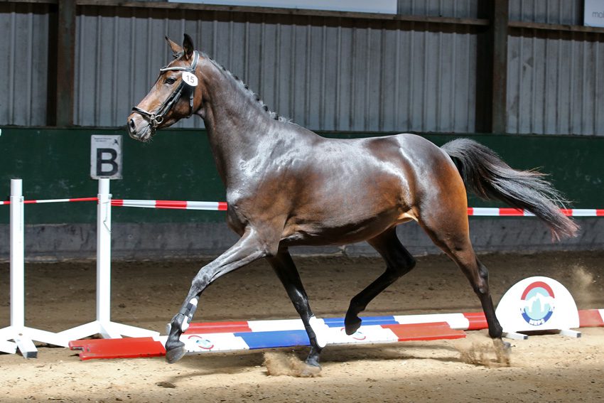 NRPS-keuring regio West: Dressuurkampioen van Le Formidable - Horses