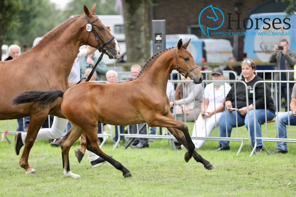 Nationale Dag Gelders Paard: Tiara-Amanda en Tobias veulenkampioenen ...