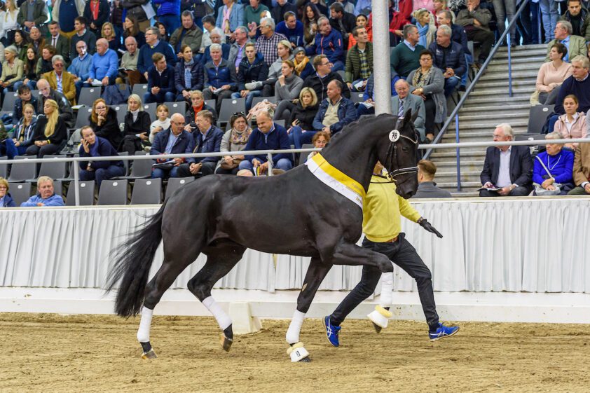 Lord Europe wint Youngster Tour Oldenburg met 76,865% - Horses