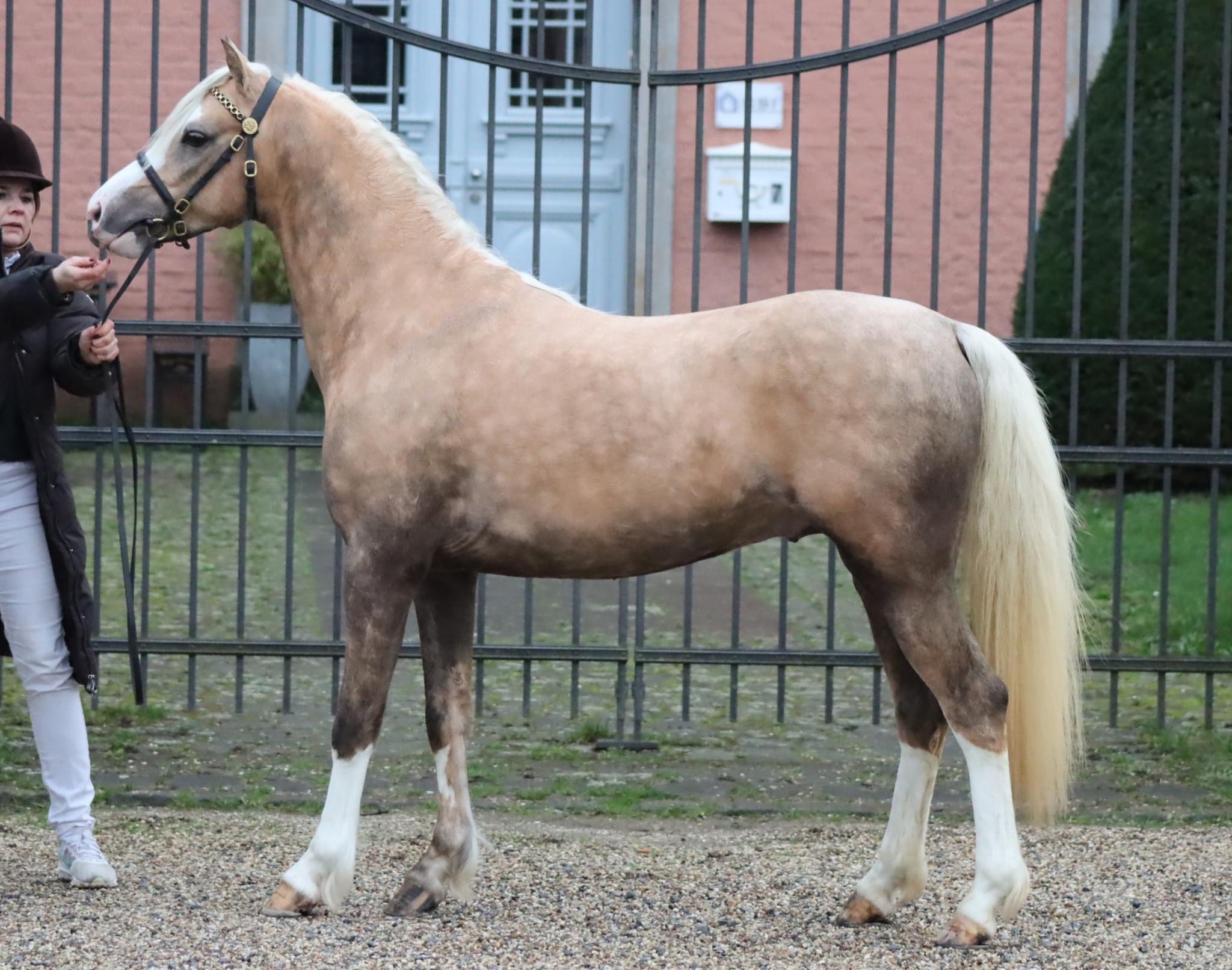 Welsh - Horses