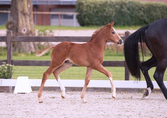 Ermitage Kalone levert veilingtopper bij veulenveiling Holstein - Horses