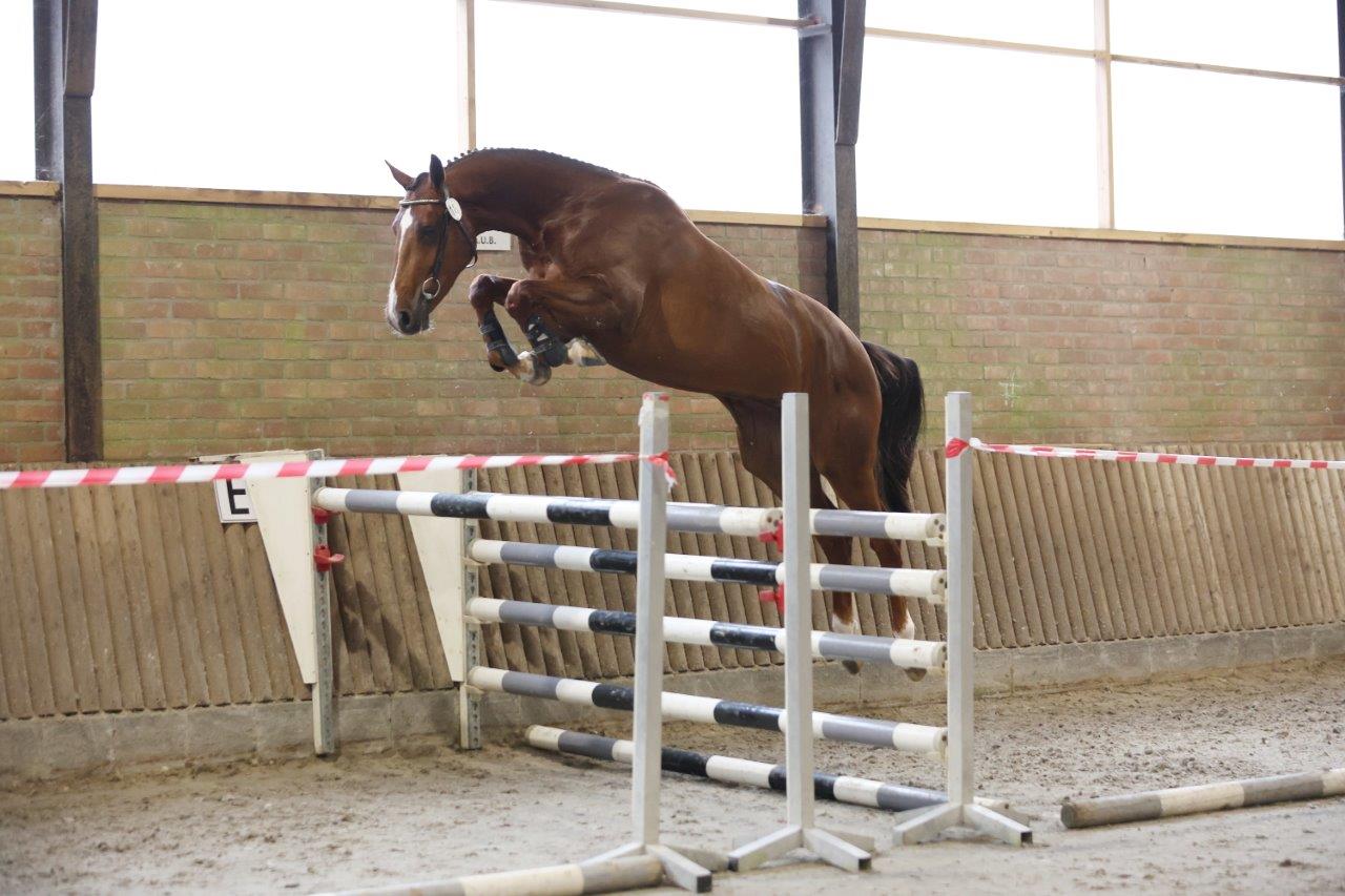 SK Luttenberg: Red O'Rissa, Raganix Belle M en Rocket Lady overtuigend naar NMK - Horses