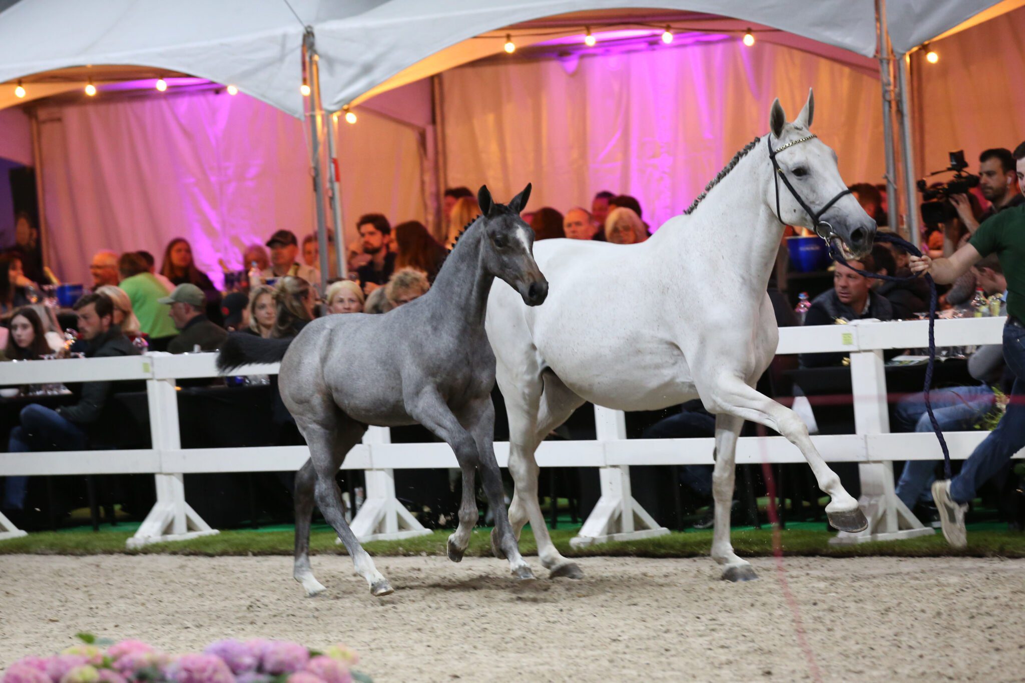 Volle zus H&M All-In met 52.000 euro veilingtopper Flanders Foal ...
