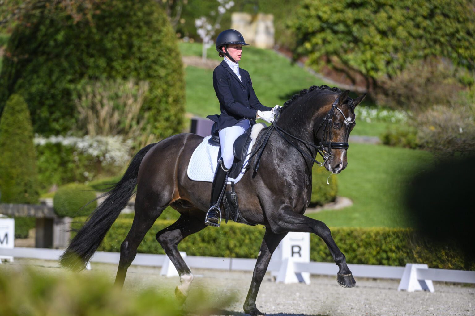 Kampioen Oldenburger zadelkeuring Lovely Lennox naar Australië - Horses