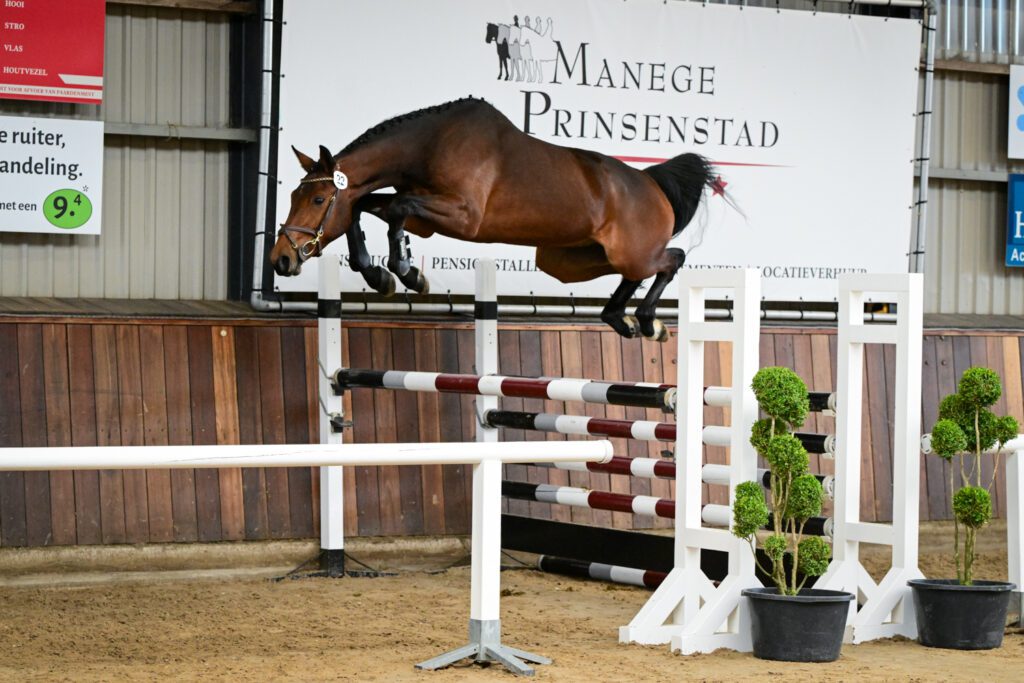 Subliem SMS en Amadeo van de Kloosterbos Z winnen VWF Prinsenstad 2025 ...