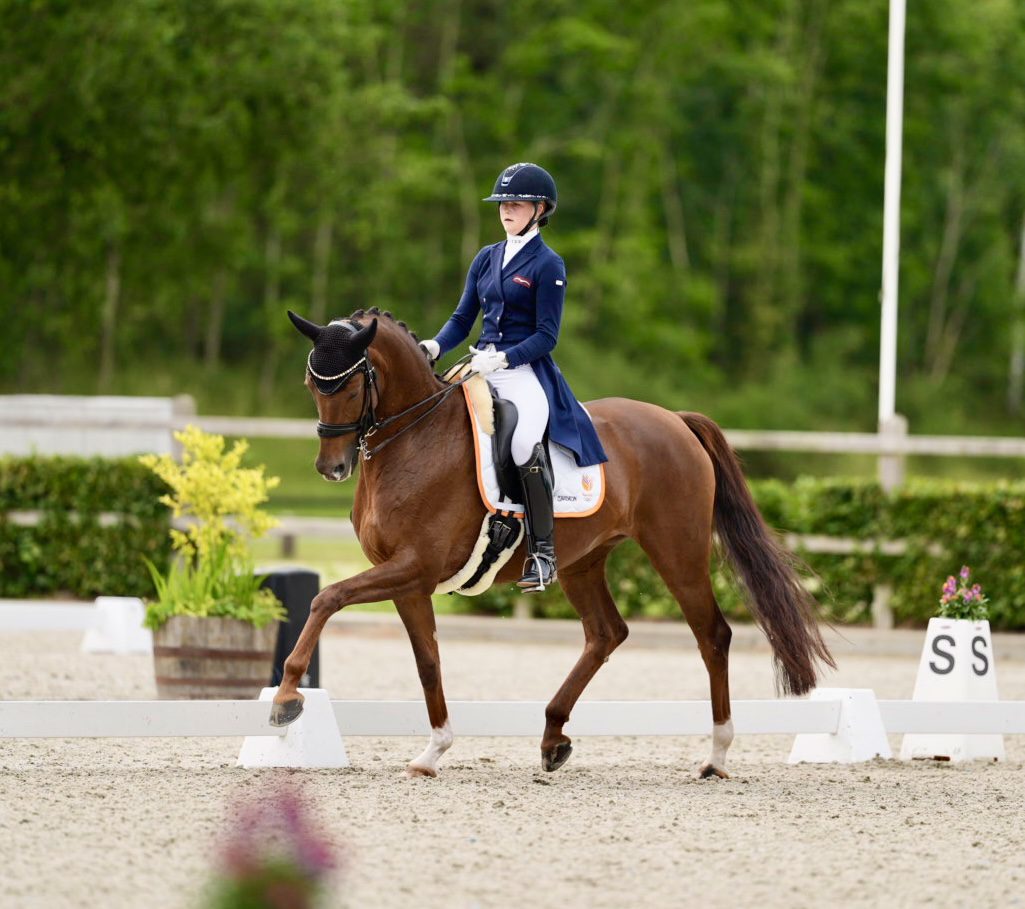 Morning Star naar Micky Schelstraete - Horses