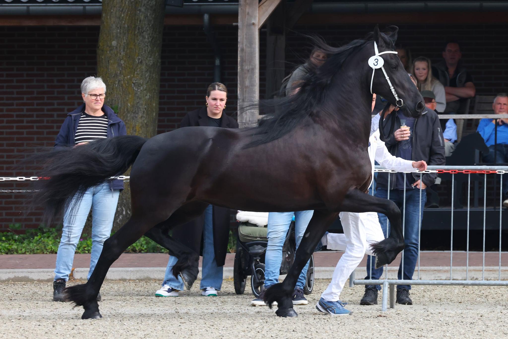 KFPS: Veertien Sterpredicaten op locatiekeuring Lunteren - Horses