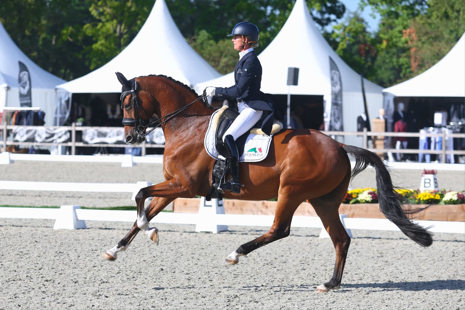 Cornelissens Grand Prix-paard Luqiedo plotseling overleden - Horses